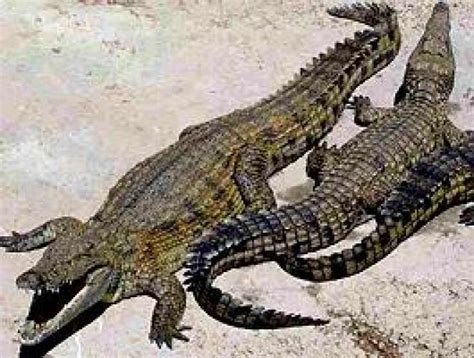 Rech Or MagarMach ریچھ اور مگرمچھ Urdu Story and Article for Kids