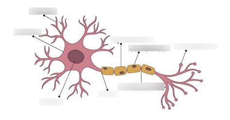 Neurons Diagram Quizlet