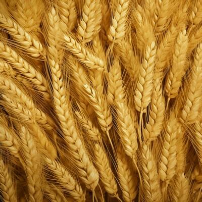 Wheat Crest Stock Photos Images And Backgrounds For Free Download