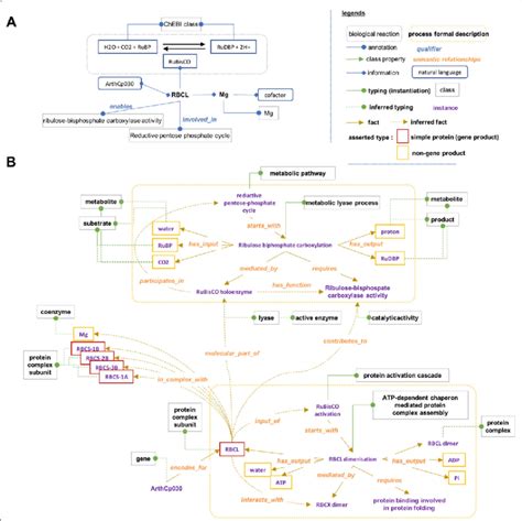 information on rubisco large subunit supported by ontological