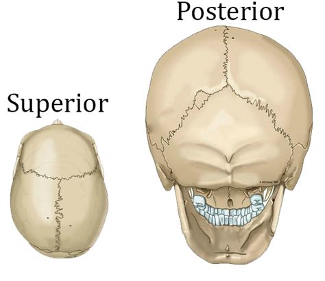 Sutures Of Skull Diagram Quizlet