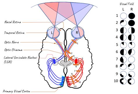 Neuro Science Sharetechnote