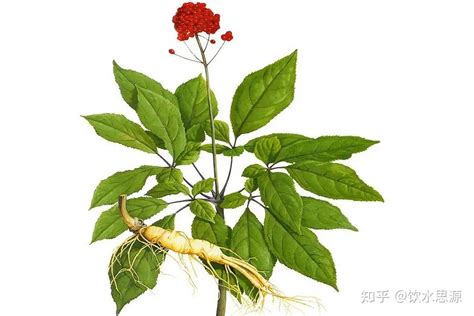 苦参原液跟普通人参有什么区别？ 知乎