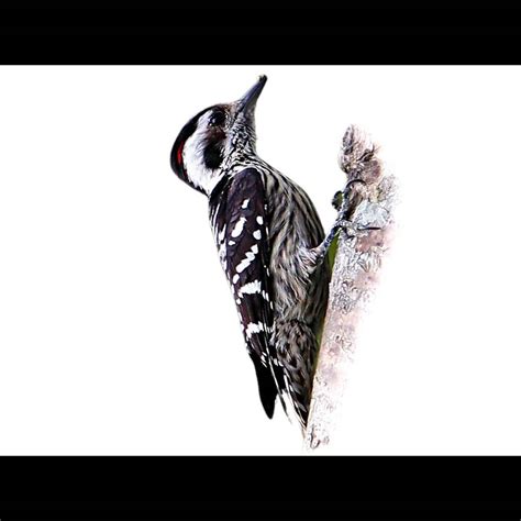 Grey Capped Pygmy Woodpecker Yungipicus Canicapillus Identification