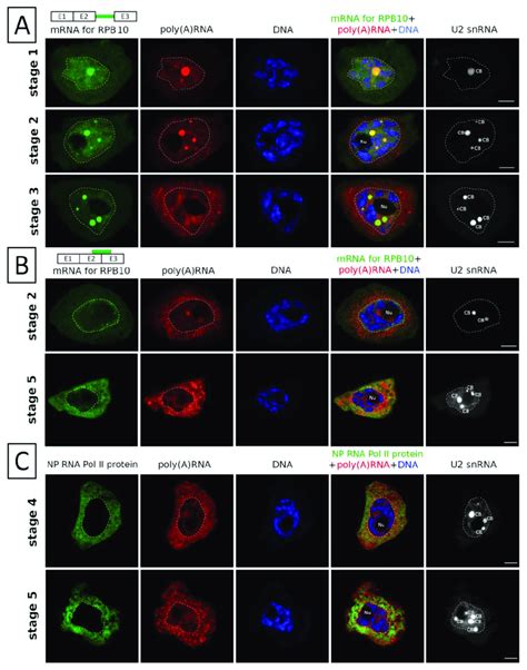 Detailed Analysis Of The Mrna Encoding The Rna Polymerase Ii And Download Scientific Diagram