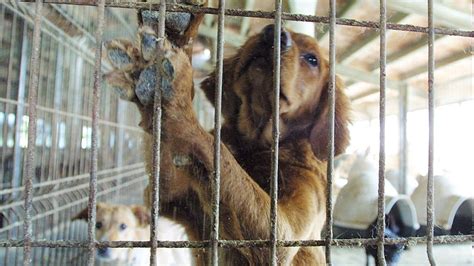 Detenido Por Matar A Un Perro Al Lanzarlo Desde Un Séptimo Piso