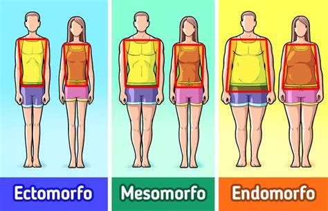 Cuál es la diferencia entre ectomorfo mesomorfo y endomorfo Ideas En
