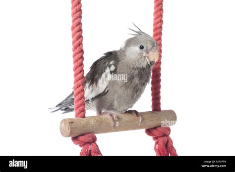 Australian Cockatiel Cut Out Stock Images And Pictures Alamy