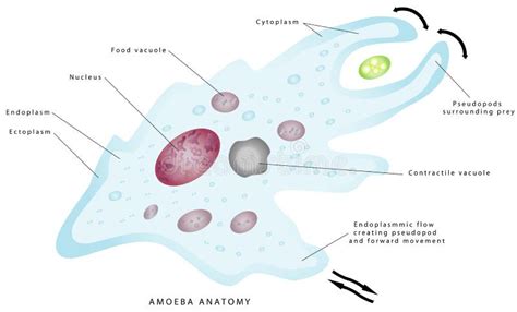 Anatomia De Uma Ameba Ilustração Do Vetor Ilustração De Estrutura