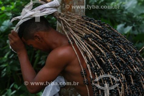 TYBA ONLINE Assunto Colheita de açaí na Reserva de Desenvolvimento
