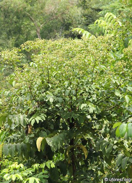 Common Ivy Palm Arthrophyllum Diversifolium