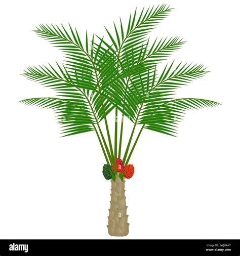 African Oil Palm Tree Stock Vector Images Alamy