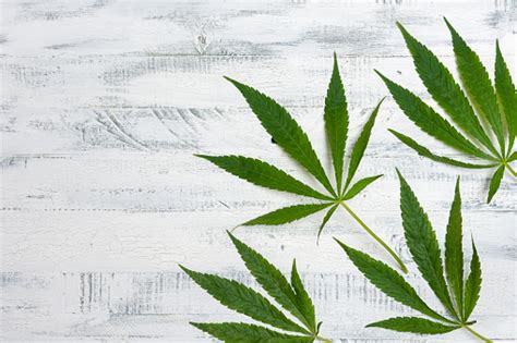 마리화나는 흰색 페인트 오래된 나무 배경에 떠난다 복사 공간 0명에 대한 스톡 사진 및 기타 이미지 0명 Cbd 오일