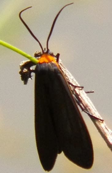Scape Moth Cisseps Fulvicollis Bugguidenet