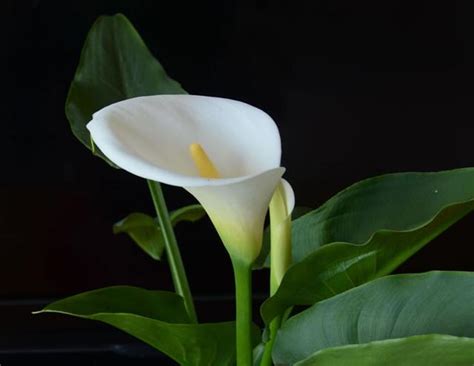 親人朋友葬禮送什麼花哀悼鮮花品種大全 每日頭條