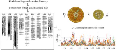 基于slaf的高密度遗传图谱构建及其在柑桔类胡萝卜素含量qtl定位中的应用 Journal Of Agricultural And Food Chemistry X Mol