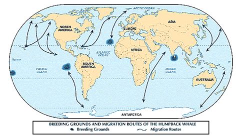 Map Where Whales Are Found In The World
