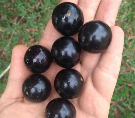 Plinia Sp Peruvian Jaboticaba Seeds
