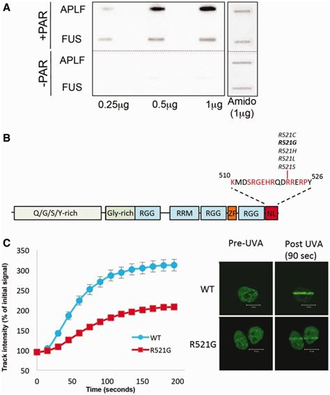 Fustls Binds Directly To Par And A Mutation Associated With Als