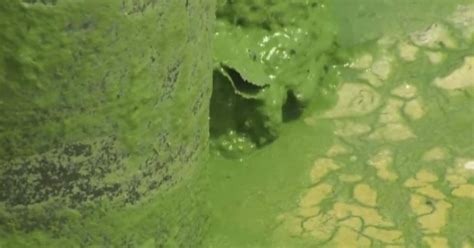 Eye On Earth Ian Runoff Fueling Toxic Algae Bloom Along Florida