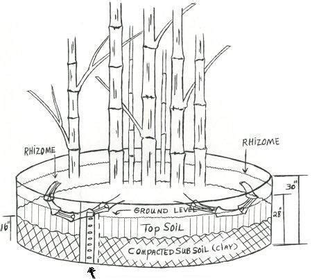 Bamboo Control Barrier Bamboo Barrier Bamboo Garden Bamboo Hedge