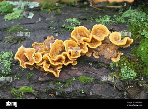 Stereum Hirsutum Known As False Turkey Tail Or Hairy Curtain Crust
