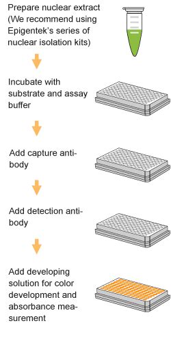 Epiquik Hdac Activityinhibition Assay Kit Colorimetric Epigentek