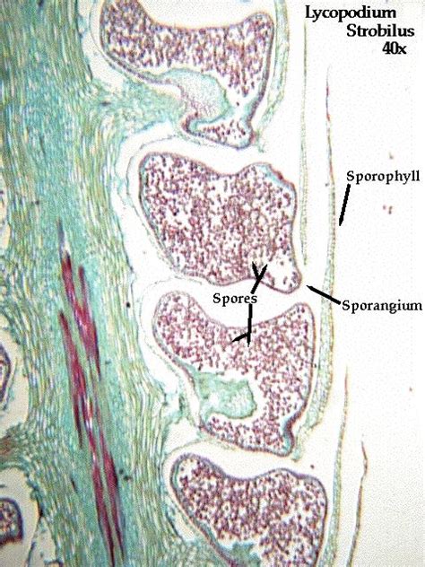 Biology 252 Plant Morphology And Systematics Home Page