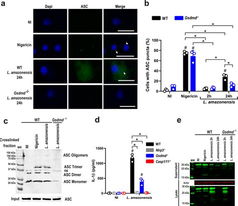 Gsdmd Is Important For Inflammasome Activation In Leishmania Infected