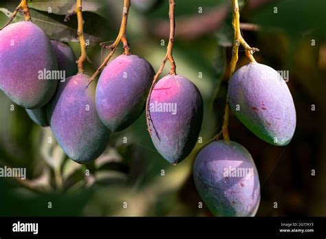 Red Mangoes On The Branches Of Mango Trees In Mango Orchards In Punjab