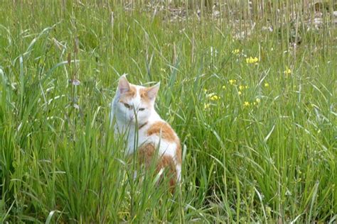 Discus Nieuwkoop Zuidoost Discus Nieuwkoop Zuidoost