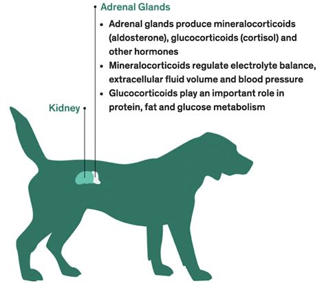 Addisons Disease In Dogs What You Need To Know Petful