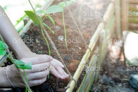십 대 손 자연 배경과 햇빛에 걸쳐 토양에 묘 목을 심기 젊은 식물을 들고 농부 새로운 생명의 성장 생태 돈 절약 개발 또는 비즈니스 개념입니다 농업에 대한 스톡 사진 및