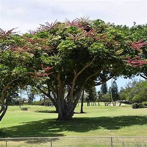 Buy Schefflera Actinophylla Online Garden Hub