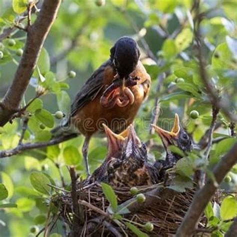 How Long Do Momma Birds Feed Their Babies Diy Seattle