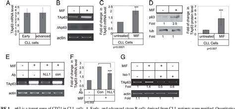 Figure 1 From Tap63 Regulates Vla 4 Expression And Chronic Lymphocytic