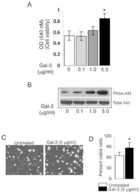 Figure 1 From Galectin 3 Enhances Angiogenic And Migratory Potential Of