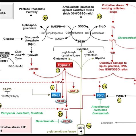 Possible Proximal Tubule Epithelial Cell Signals In Glomerulonephritis