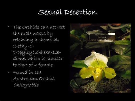 Ppt Orchids Powerpoint Presentation Free Download Id6899889