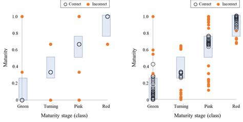 Tomato Maturity Estimations Expressed As Classification Left And