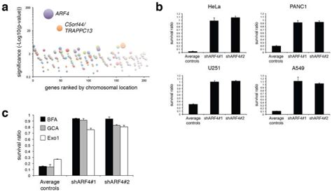 A Luman Creb3 Adp Ribosylation Factor 4 Arf4 Signaling Pathway