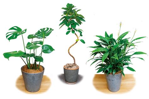 中型and大型の観葉植物おすすめ13選。家の中で育てるシンボルツリー マチュアリスト