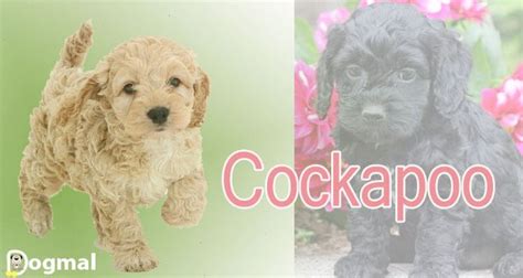Cockapoo Characteristics Appearance And Pictures Cockapoo Dog