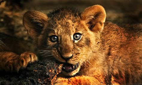 Cute Lion Cub Lion Cubs Fan Art 36139331 Fanpop
