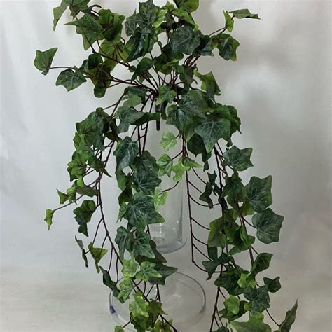Trailing Vine Village Green