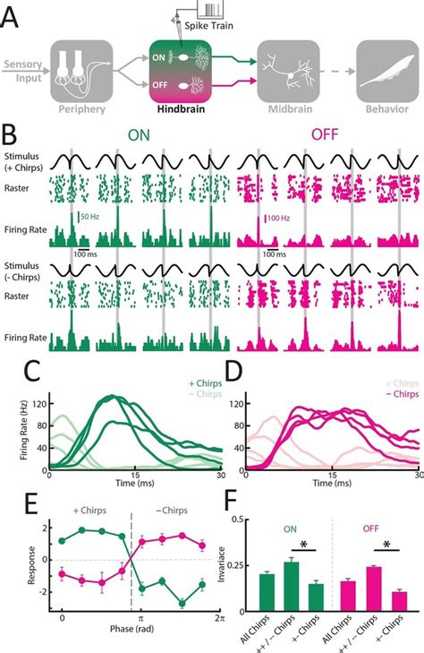 Figures And Data In Neural Correlations Enable Invariant Coding And Perception Of Natural