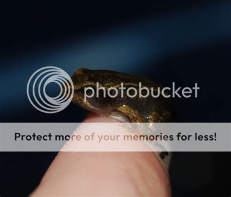Very Cute Froglets Reptile Forums