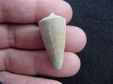 Magelliconus Harbisonae Fossil Cone Shell Gastropod Mh1