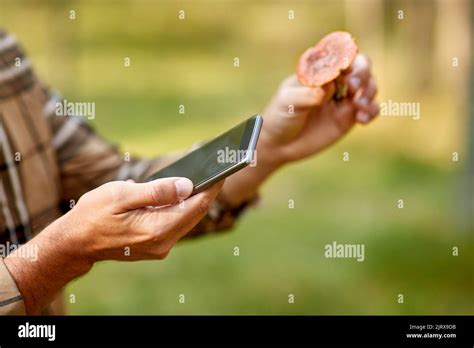 Hands Using Smartphone App To Identify Mushroom Stock Photo Alamy