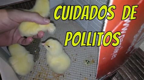 Cuidados pollitos recién nacidos Pollitos recién nacidos YouTube